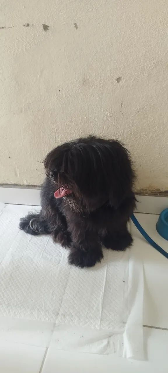 Lhasa apso 2 anos docil - Cachorros - Nossa Senhora da Conceição ...