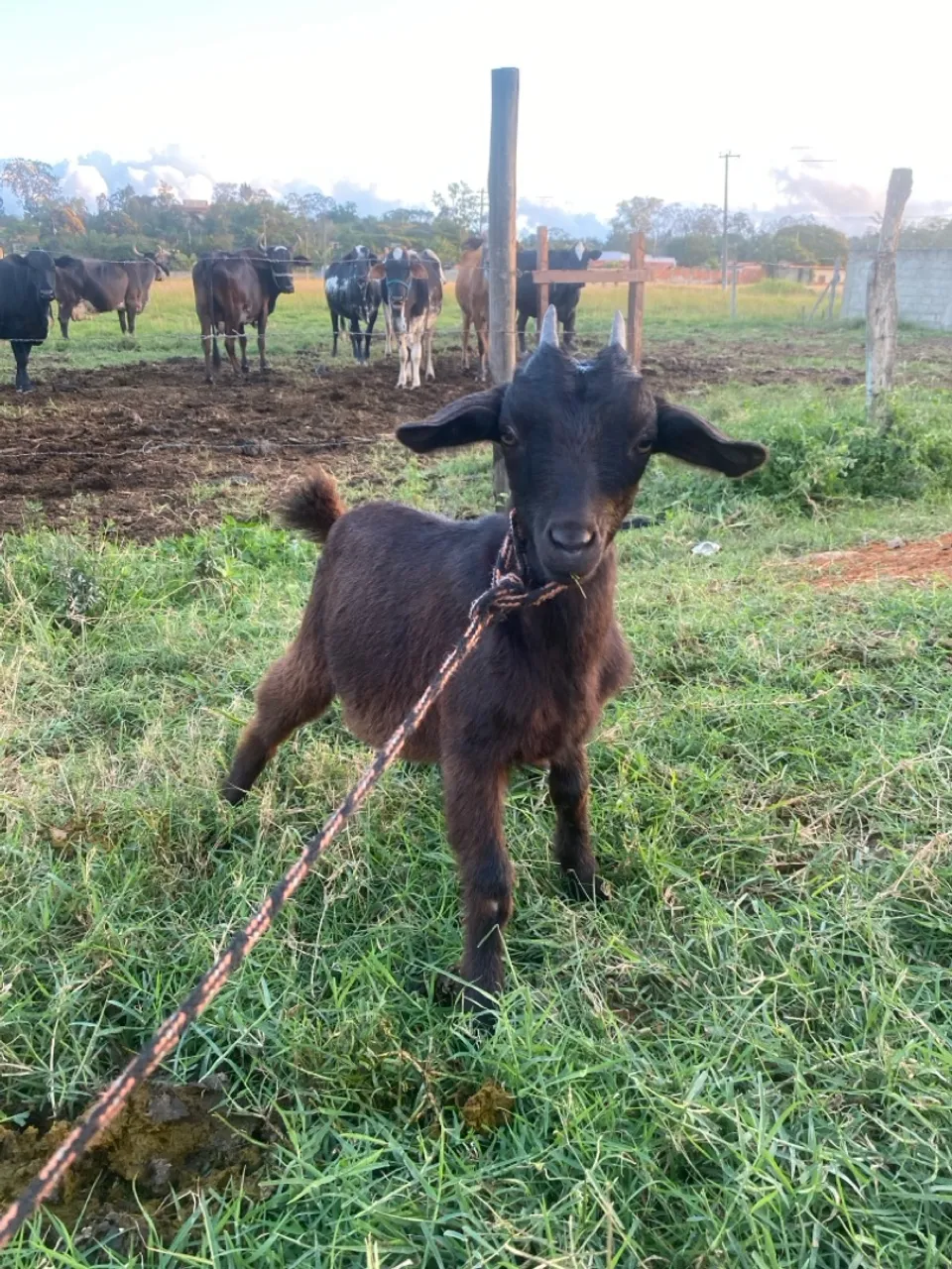 "mini cabras" no Brasil