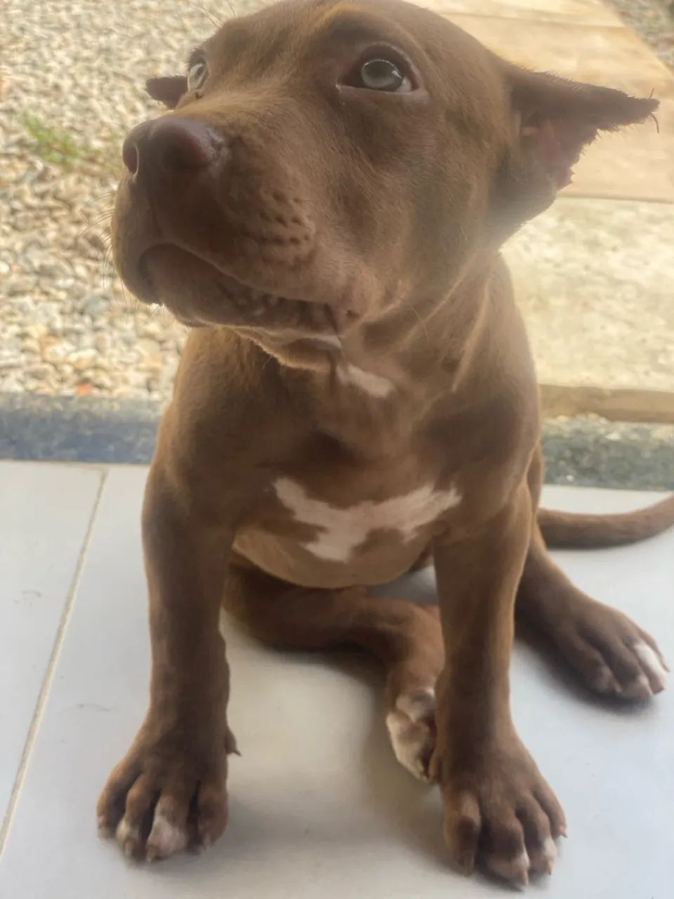 Pit Monster Fêmea 2 meses - Cachorros - Lagoa Redonda, Fortaleza ...
