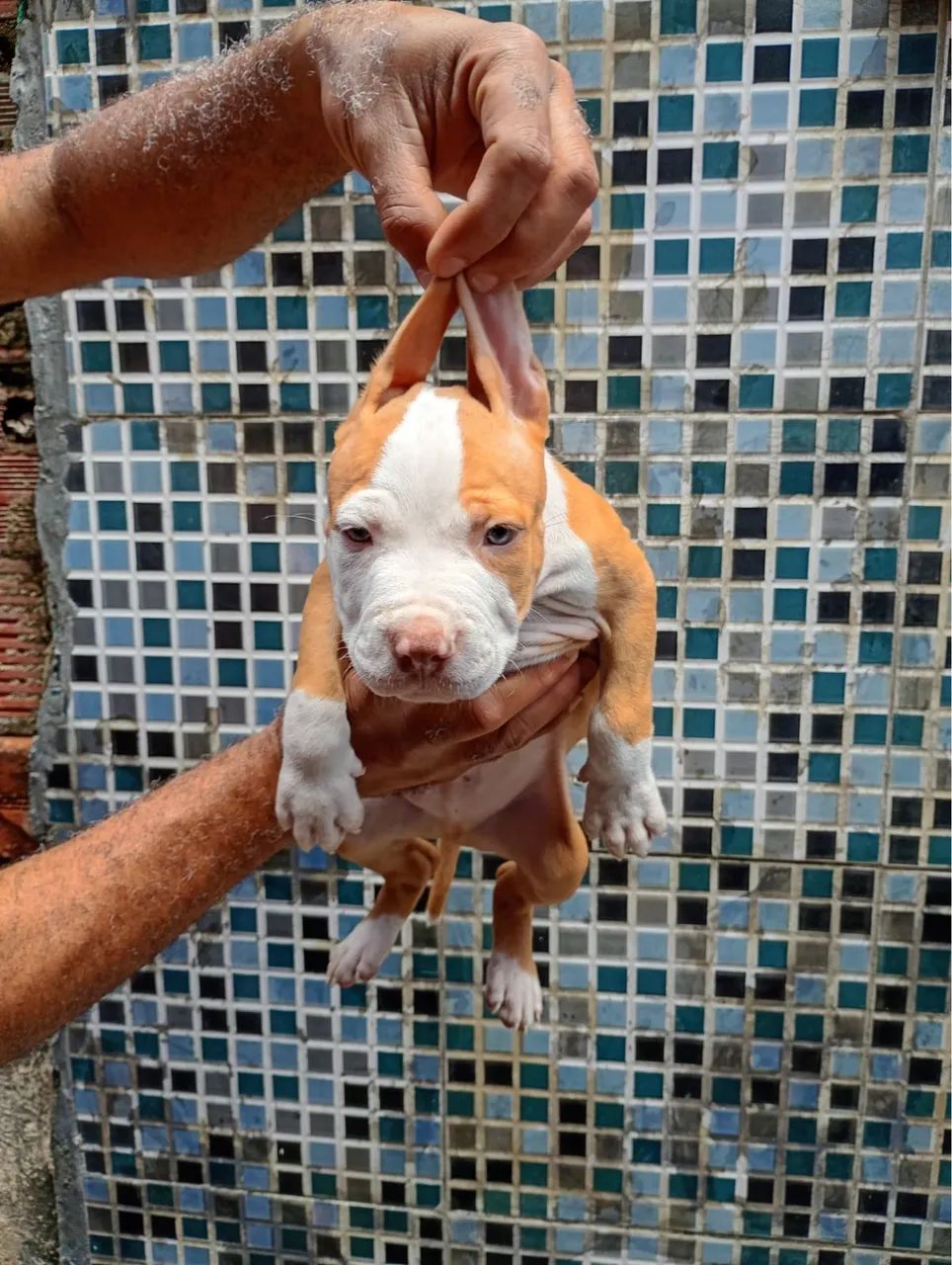 PIT MONSTER - Cachorros - Piatã, Salvador 1504722100 | OLX