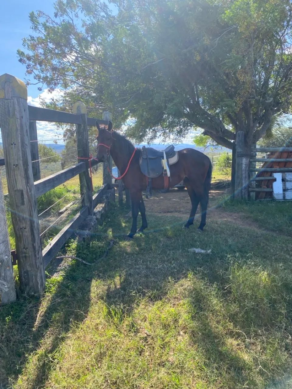 Potro Mangalarga Marchador recém domado, animal de ótima índole, manso ...