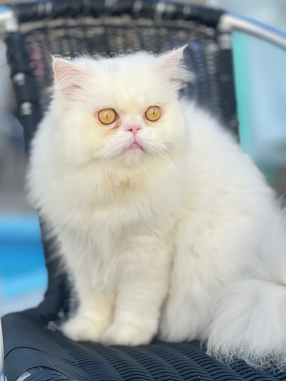 Animais de estimação - Gatos - Tabuleiro do Martins, Maceió 1444775316 ...