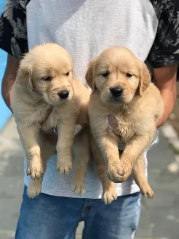 "golden core" no Brasil