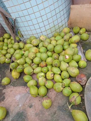 "coco seco" no Brasil