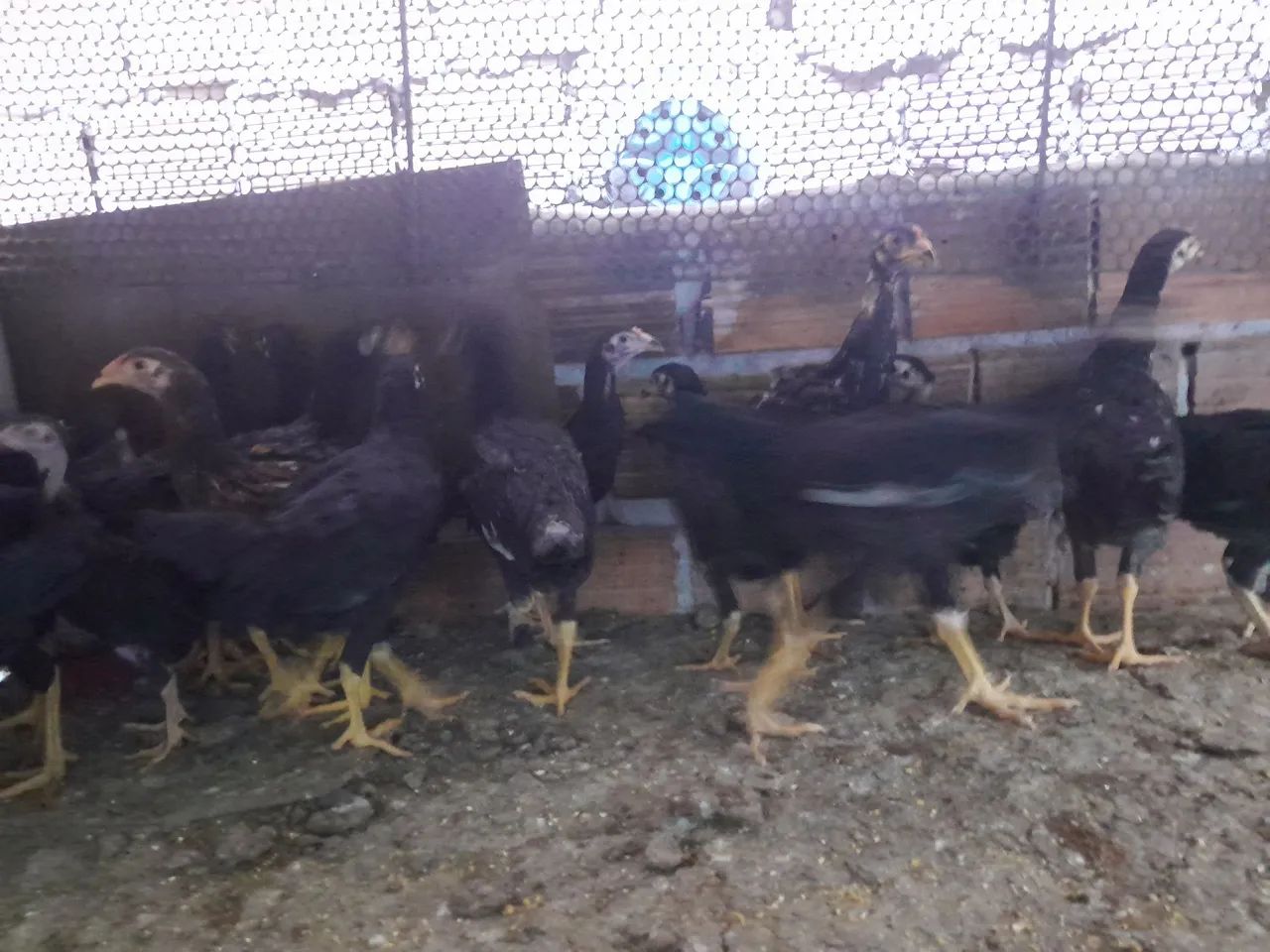 Frangos e frangas - Outros animais - Jaguaripe I, Salvador 1454417316 | OLX