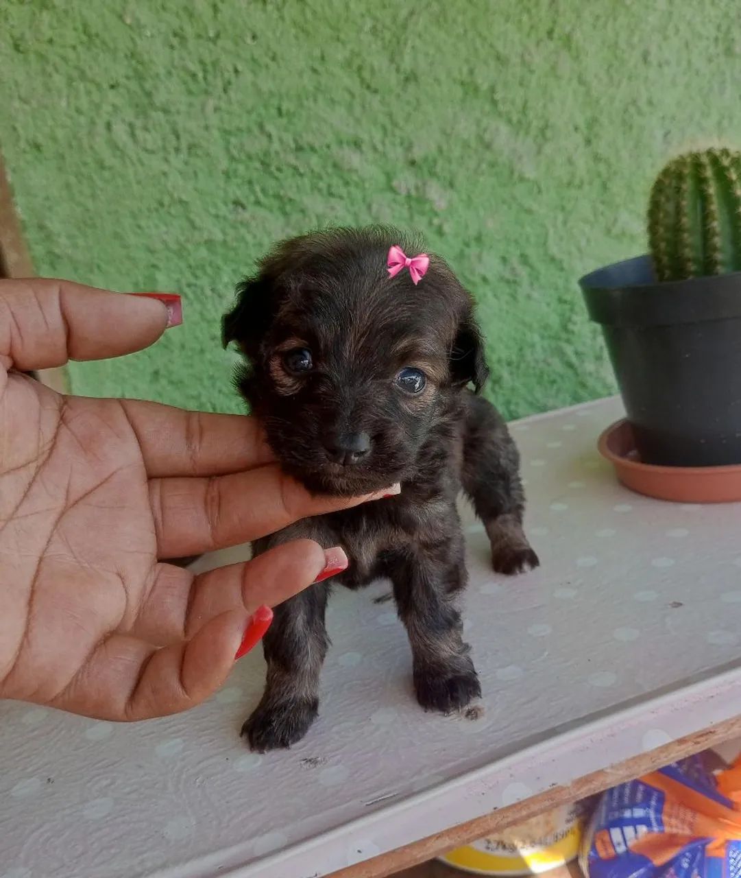 Poodle micro toy com Yorkshire mini femea filhote - Cachorros - Vila ...