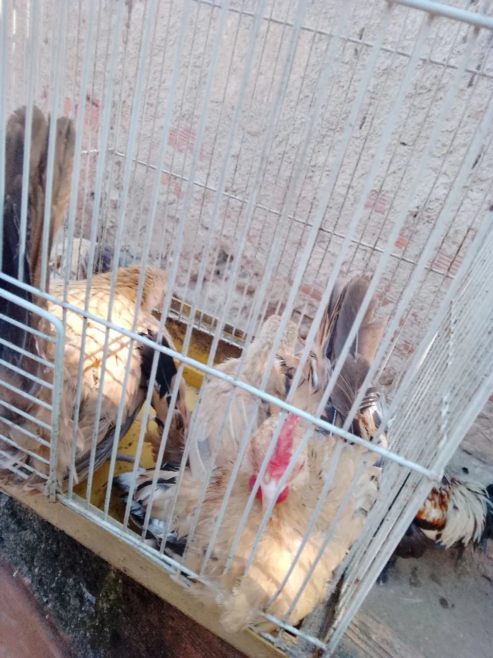 "garnizes nagasaki" no Brasil