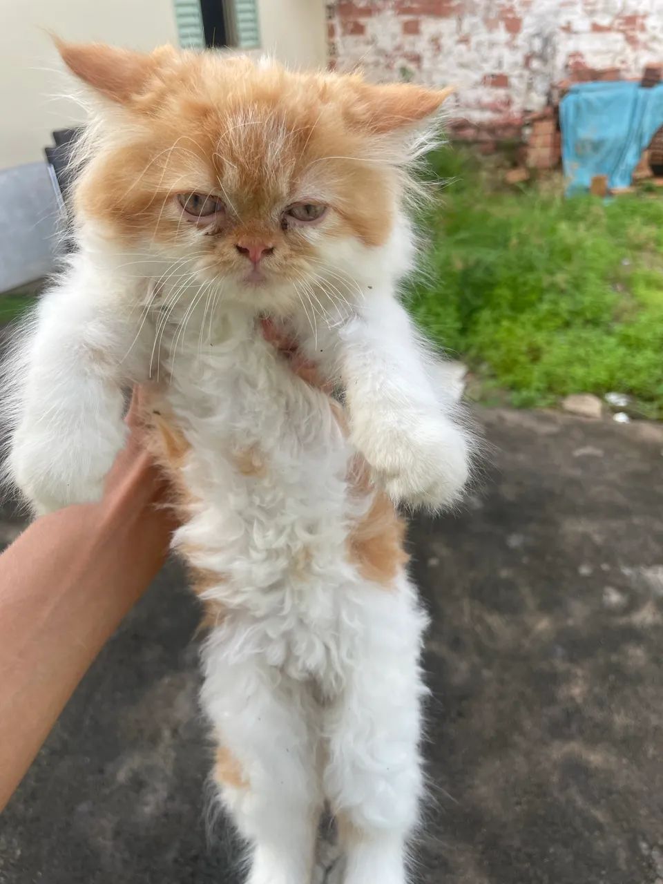 Gato Persa - Gatos - São João Bosco, Porto Velho 1469591236 | OLX