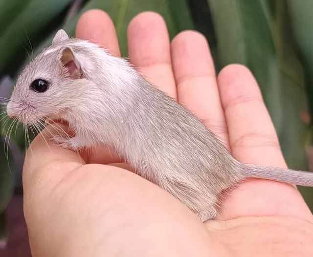 "filhote de esquilos" no Brasil