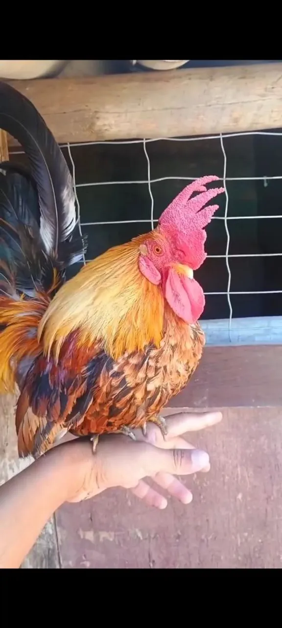 "garnizes nagasaki" no Brasil