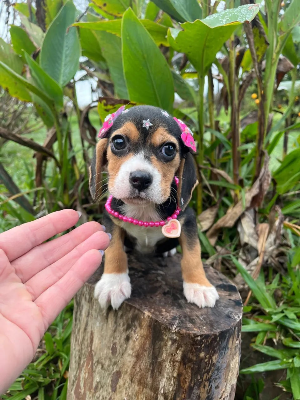 "filhotes de cachorros beagle" - Cachorros no Brasil
