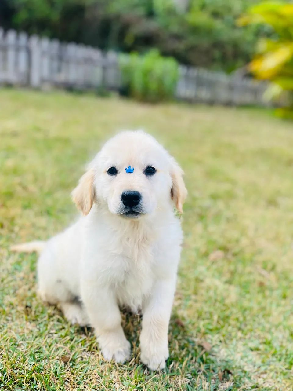 Filhote Golden Retriever Fêmea - Com Pedigree - Cachorros - Centro ...