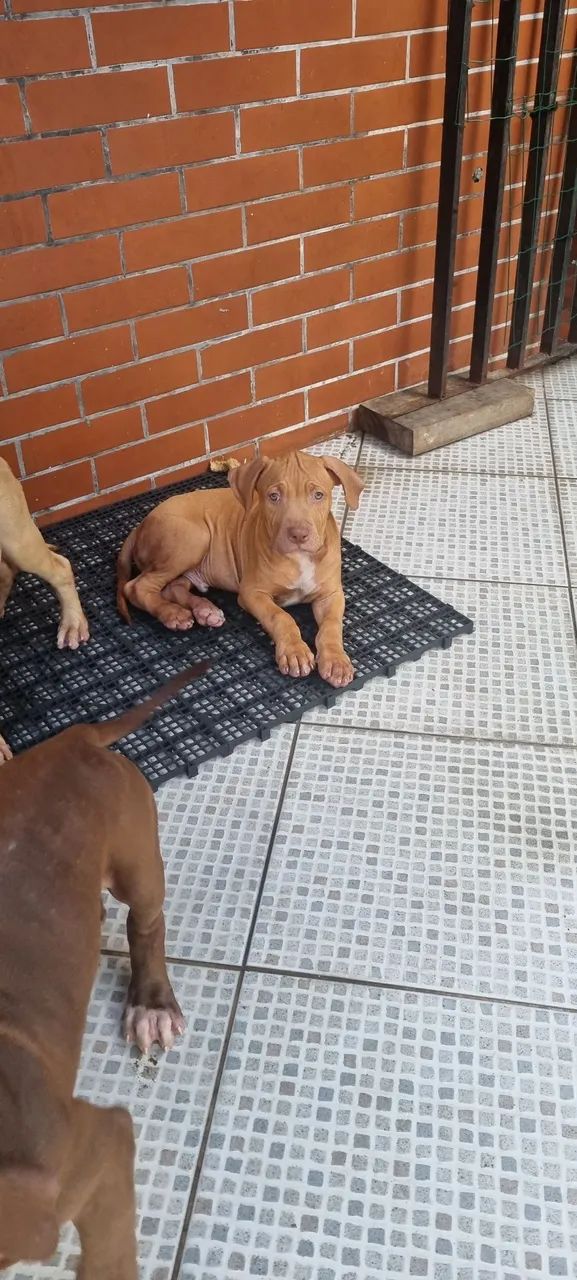 Pit Monster BrazilianMonster BrazilianBull - Cachorros - Taquara, Rio ...