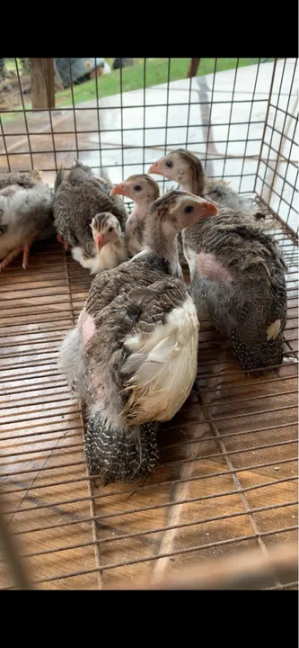 Animais para agropecuária no Brasil