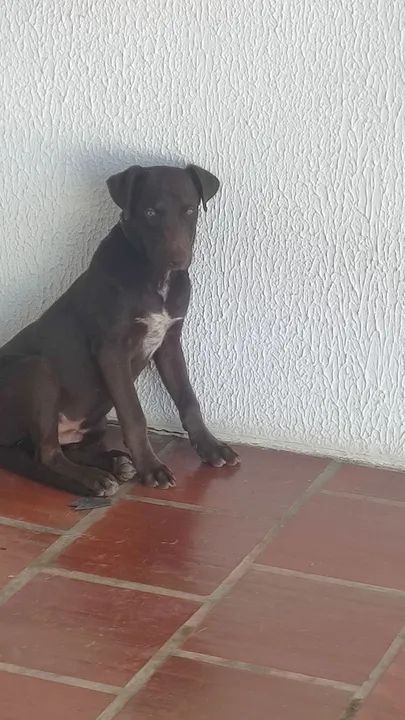"filhote de labrador chocolate" no Brasil