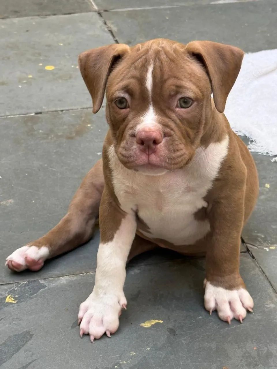 American Bully - Cachorros - Vila Rosali, São João de Meriti 1466658383 ...