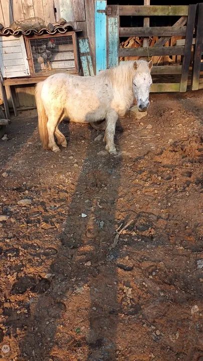 "mini ponei" no Brasil