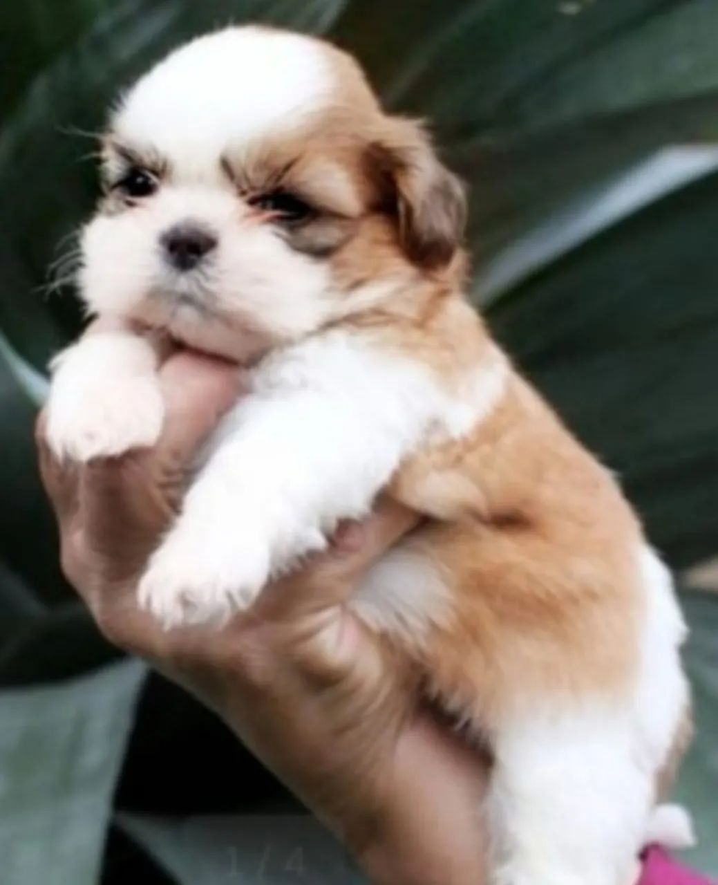 Mini shitzu filhotes a pronta entrega com garantia e kit - Cachorros ...