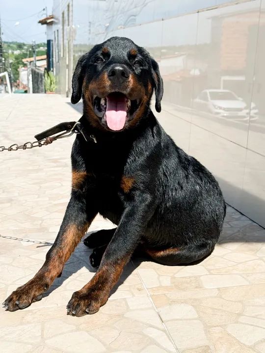 "cao rottweiler" no Brasil