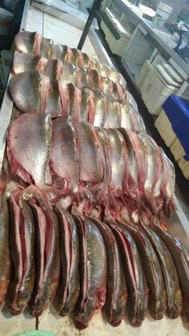 Peixe limpo | +79 anúncios na OLX Brasil