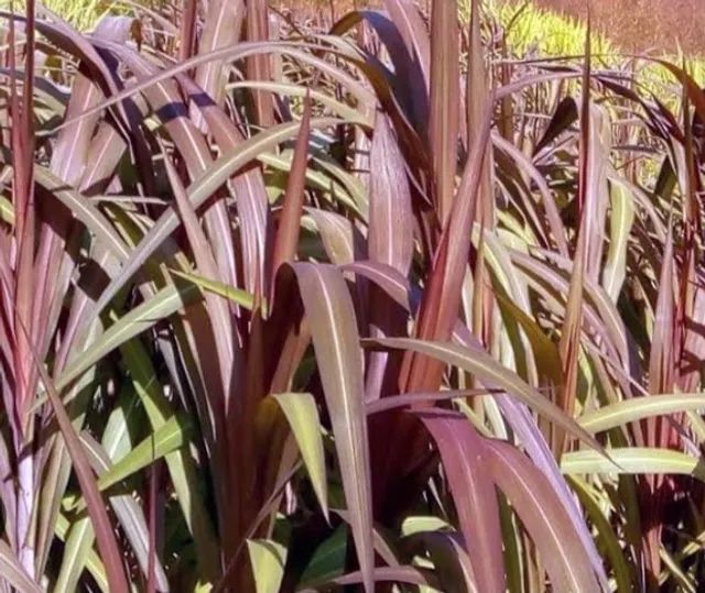 "capim elefante" no Brasil