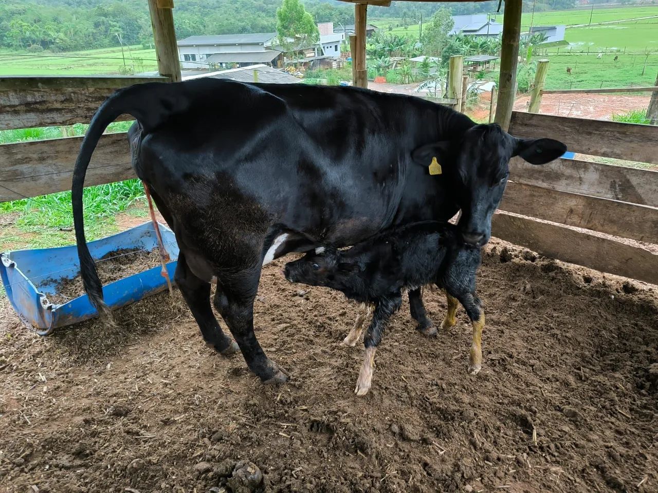 Vaca com bezerro - Animais para agropecuária - Guaramirim 1442465337 | OLX