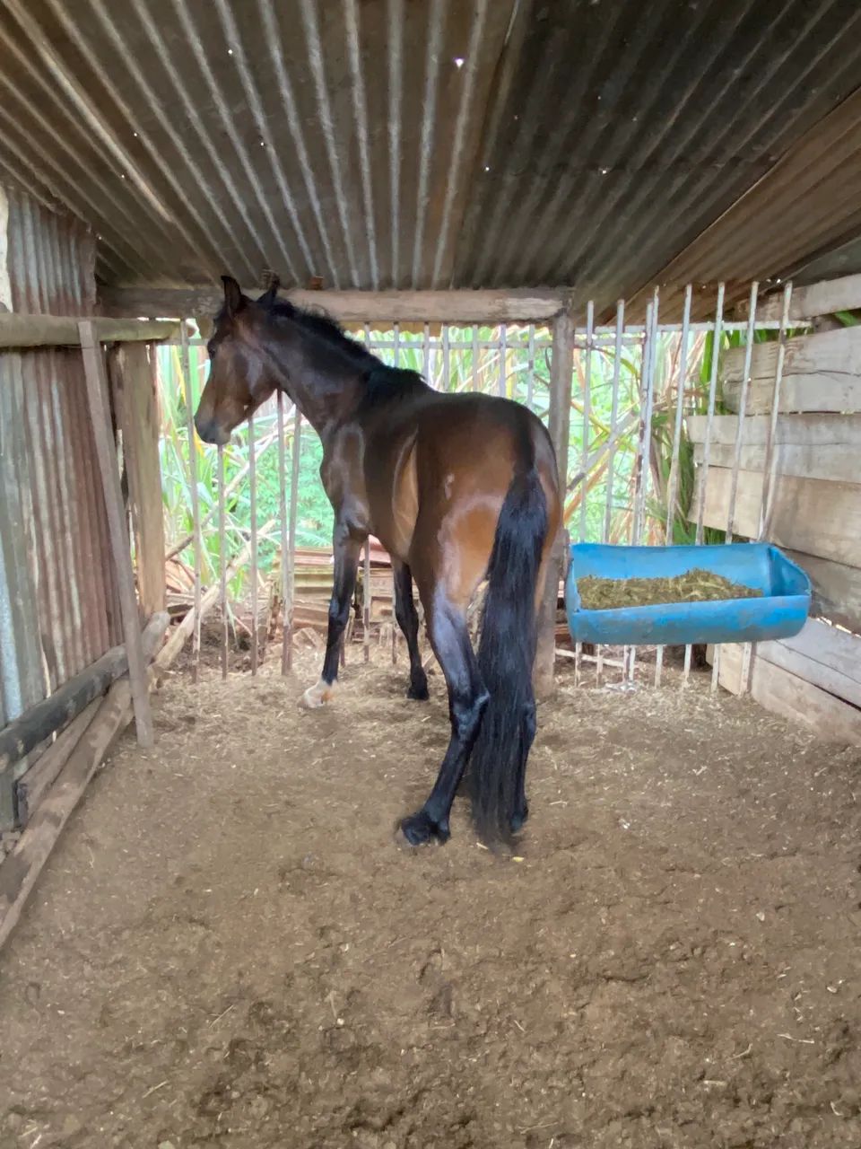 Potro mangalarga 2 anos - Animais para agropecuária - Mateus Leme ...