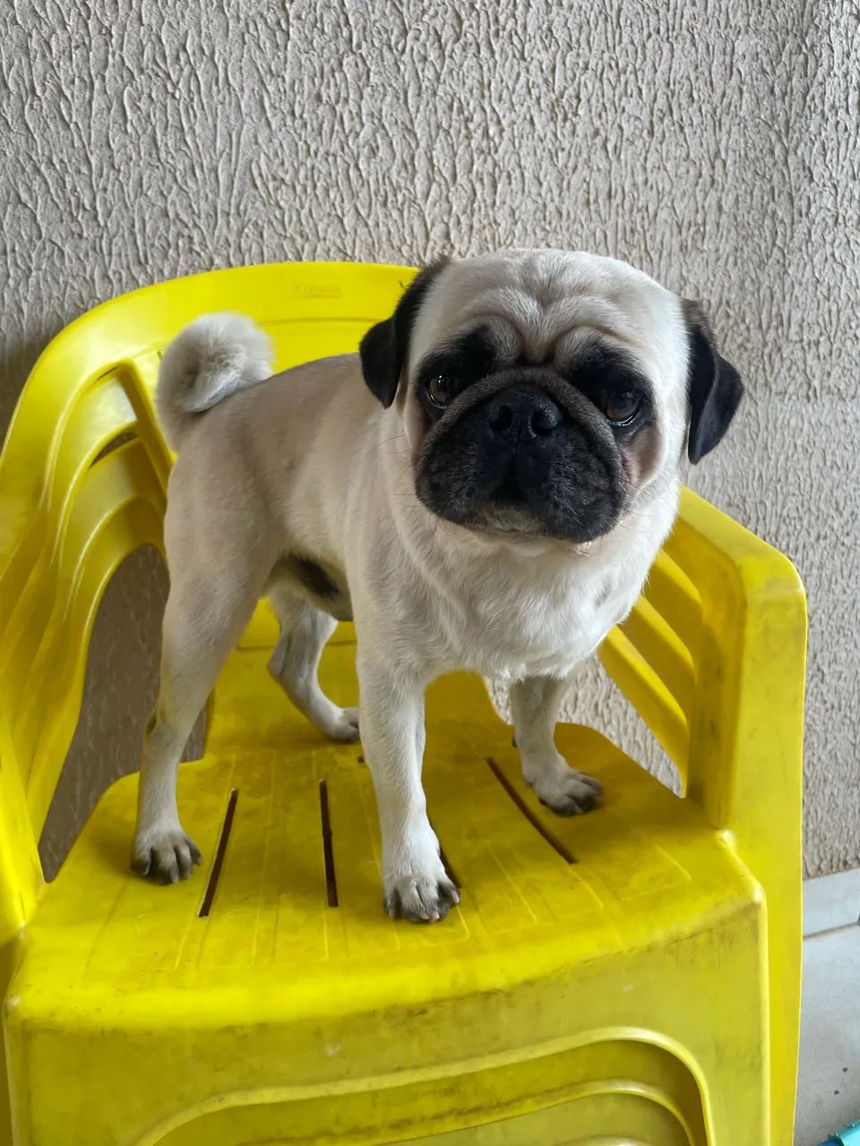 Pug para cobertura - Cachorros - Residencial Santa Fé I, Goiânia ...