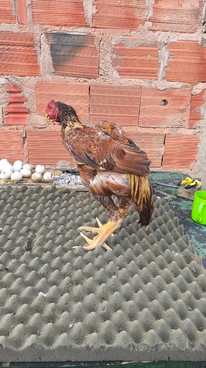 Pet - Animais para agropecuária - Vila Maria Cândida, Montes Claros ...