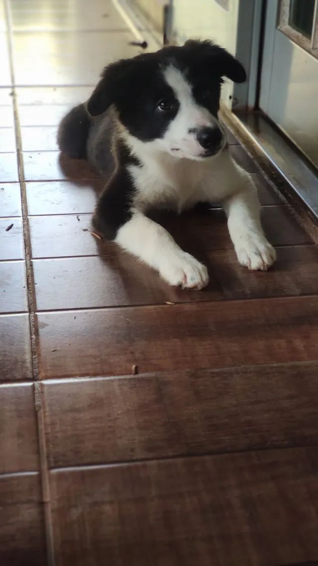 "bode filhote" no Brasil