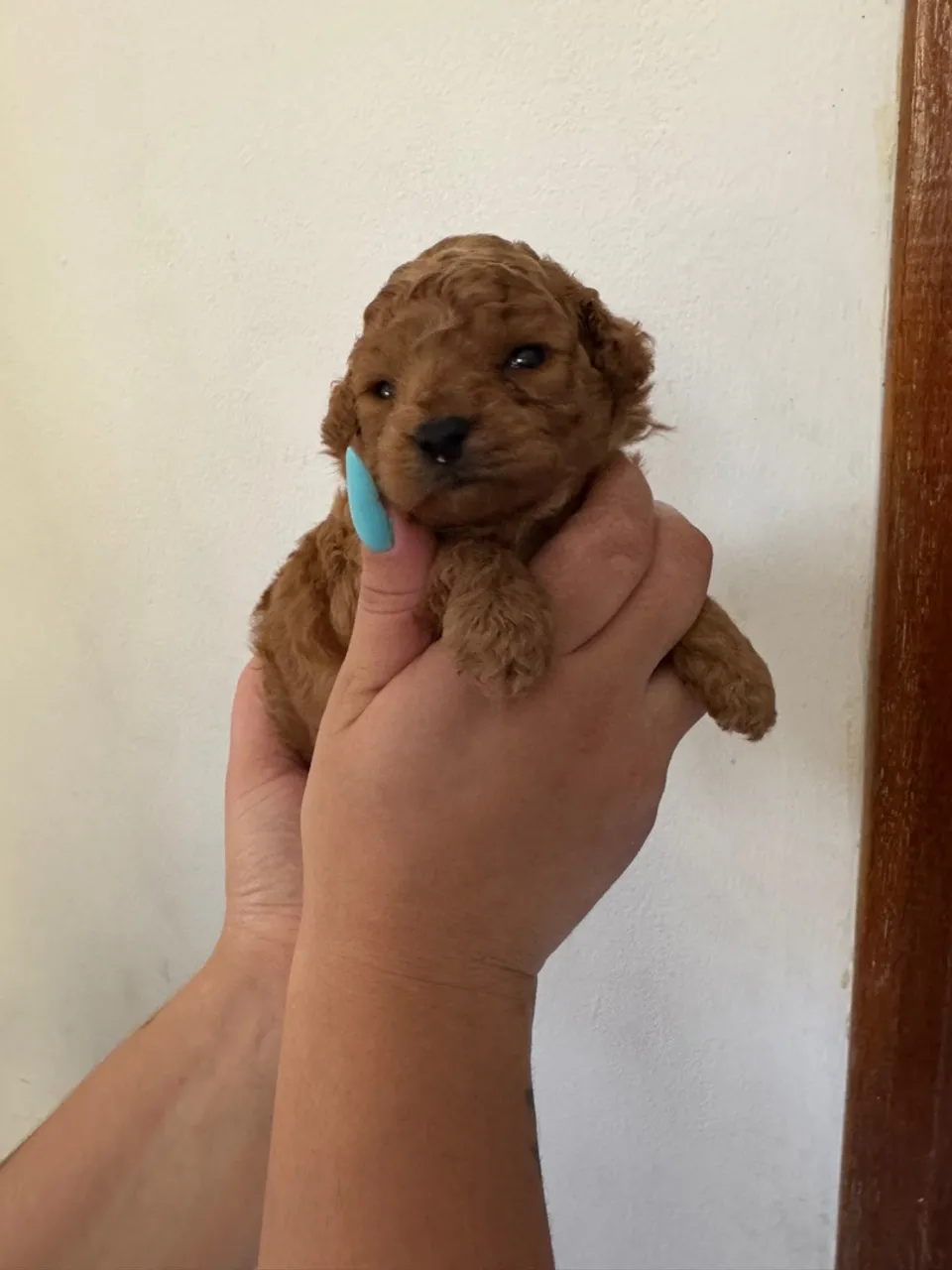 "poodle micro toy" - Cachorros no Brasil
