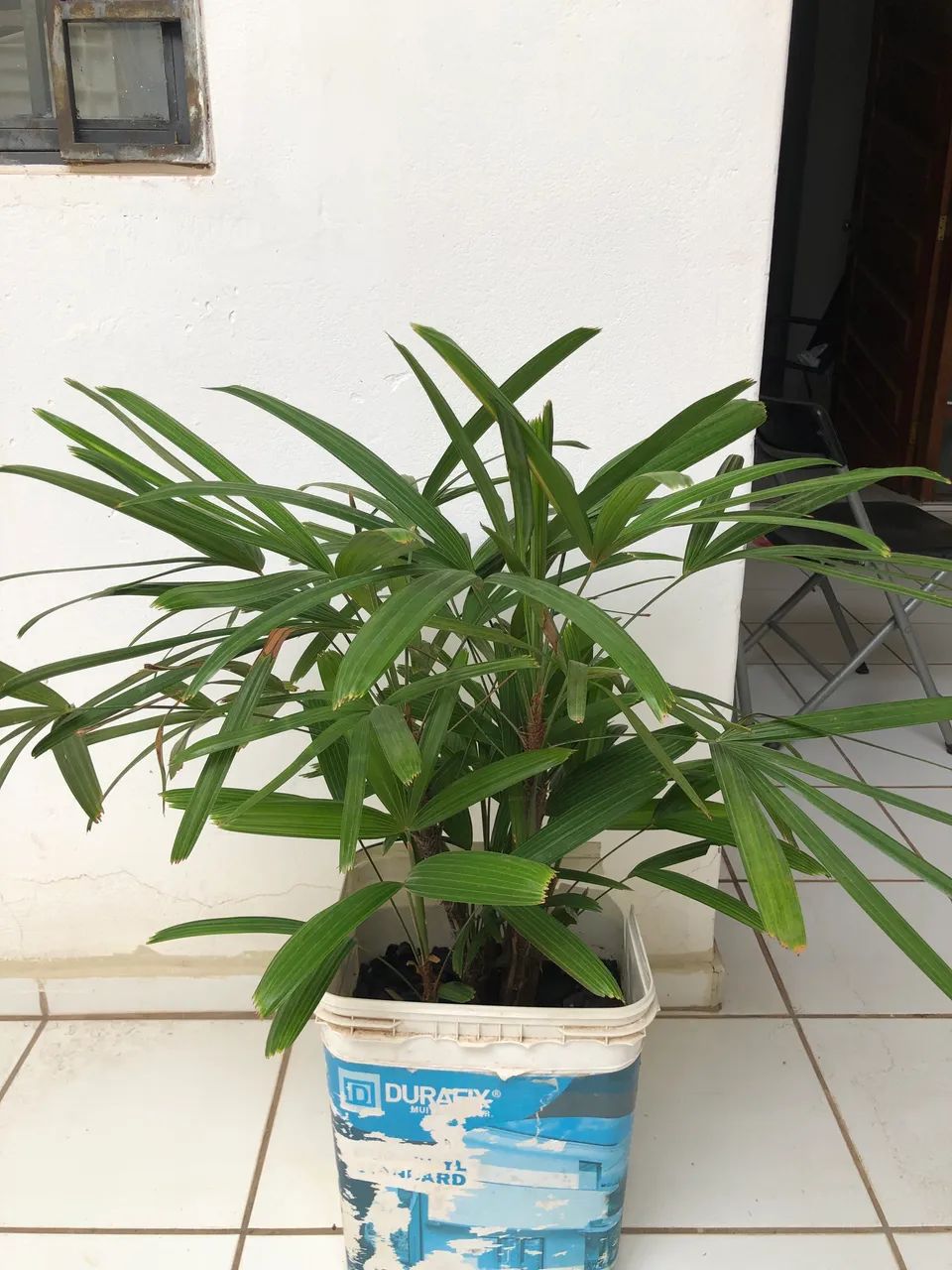 Vende-se Palmeira - Jardinagem e Plantas - Vale Quem Tem, Teresina ...