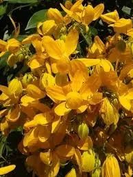 Manduirana (Senna macranthera) fedegoso-do-mato, manduirana, pau-fava ...