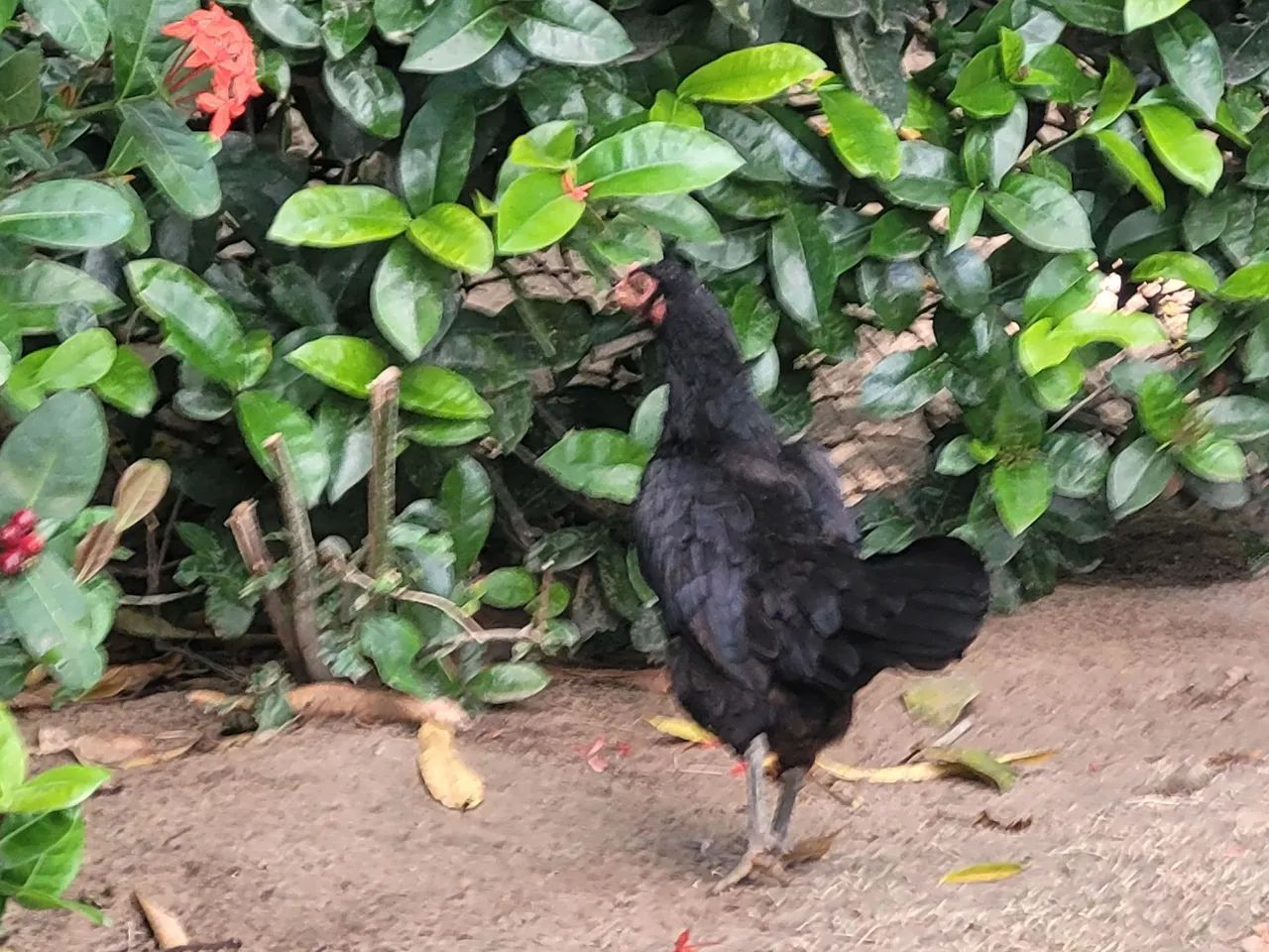 Galinhas caipiras vivas - Animais para agropecuária - Guajeru ...