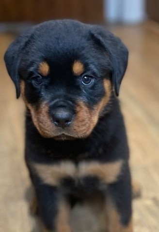 "rotweille" no Brasil