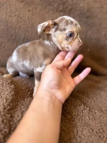 Animais de estimação - Santana do Livramento, Rio Grande do Sul