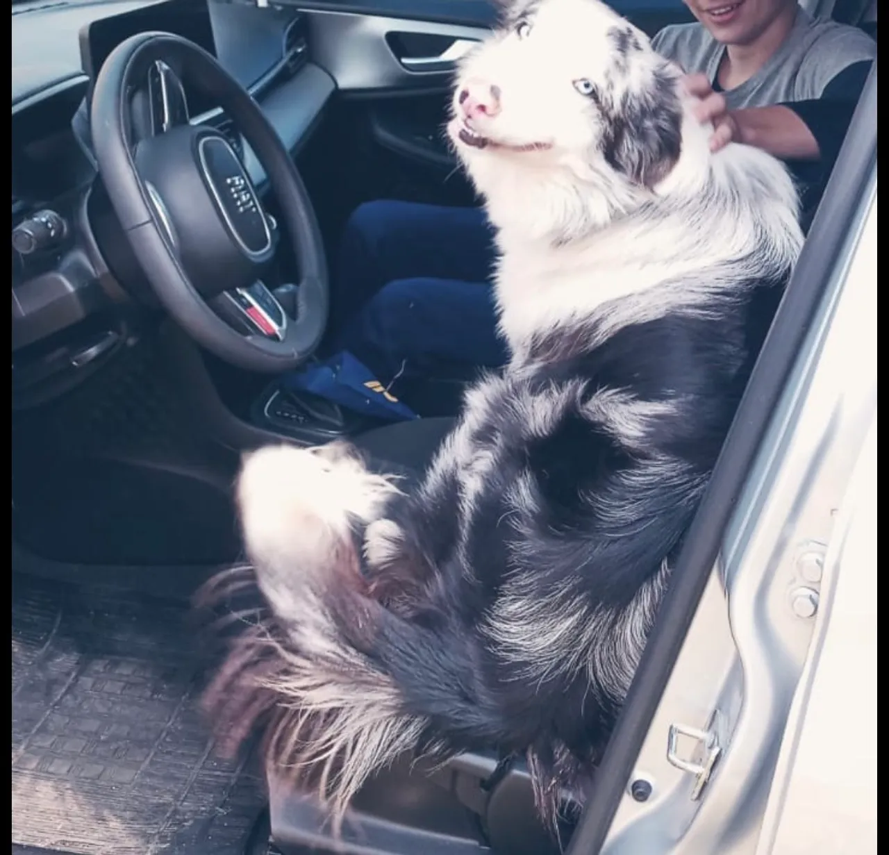 "bode filhote" no Brasil