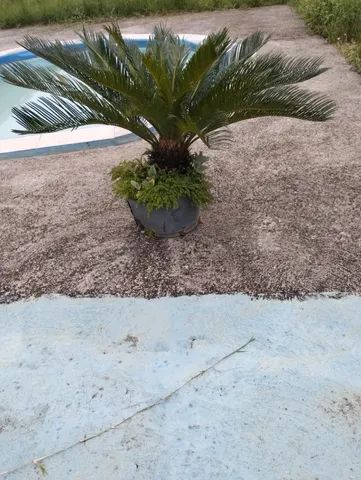 "planta sagu" no Brasil