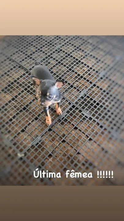 "pinscher micro zero" no Brasil