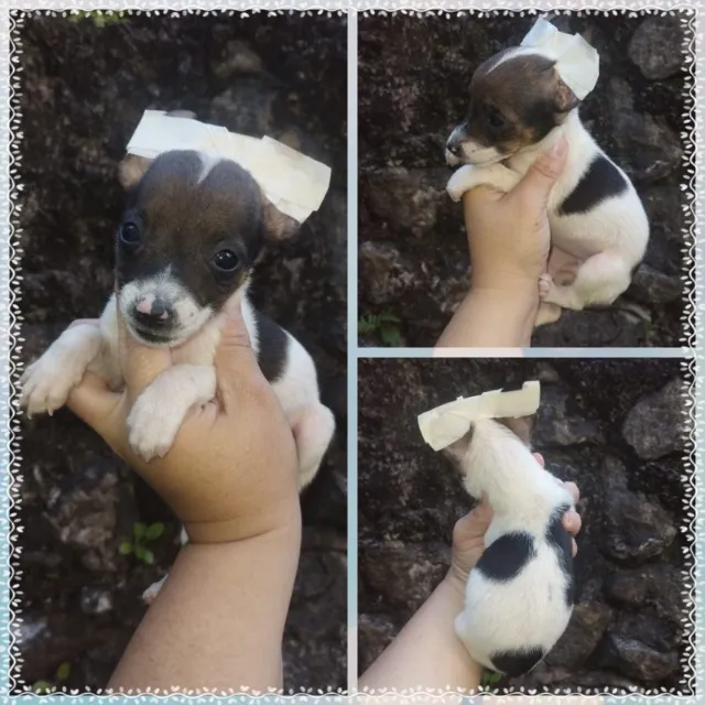"cachorros da raca pincher" - Cachorros no Brasil