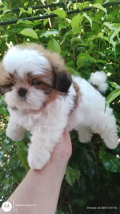 Filhote Shih Tzu - filhote macho 60 dias - Cachorros - Brotas, Salvador ...