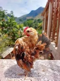 "mini garnizes" no Brasil