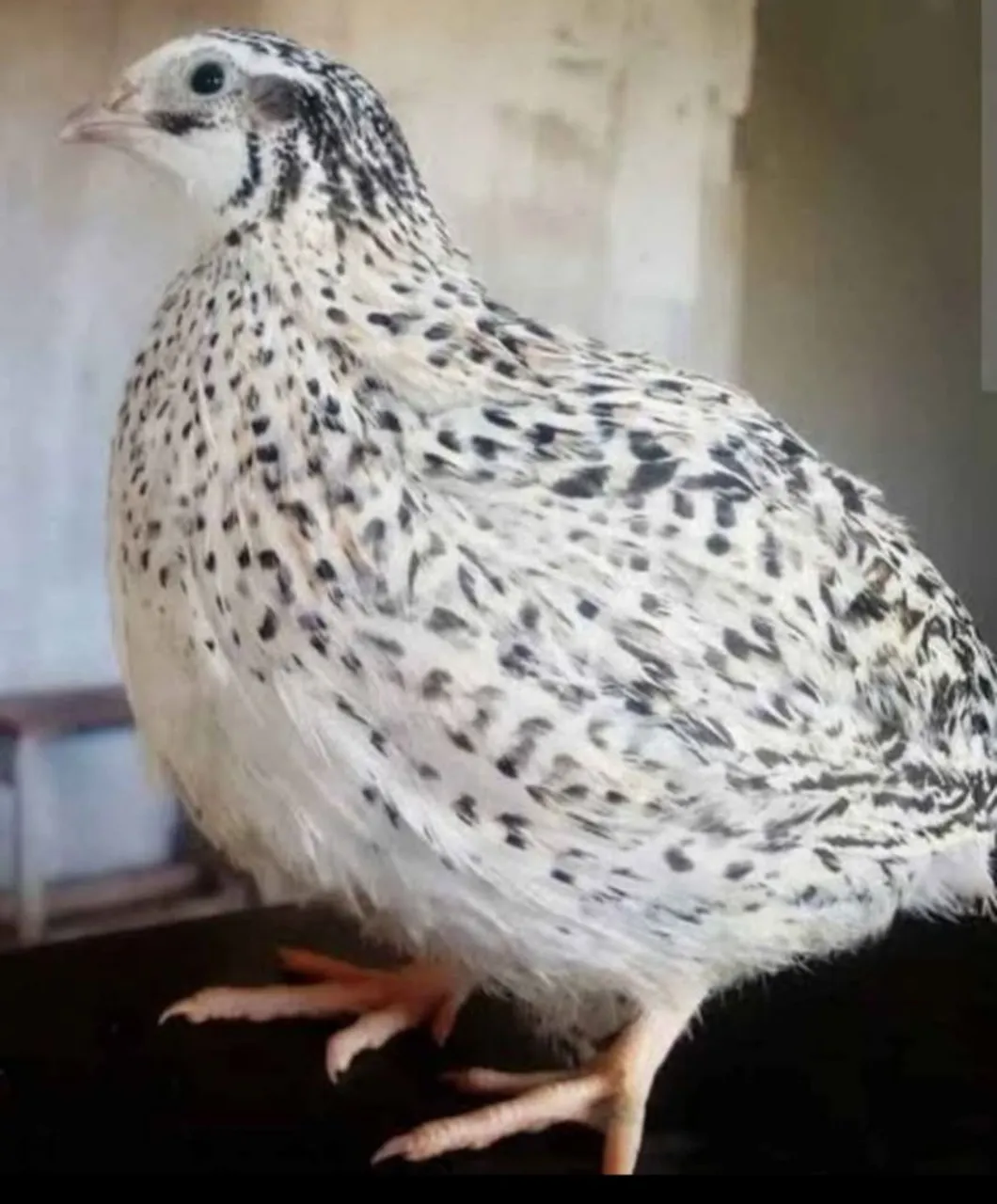 "filhotes de codornas" - Outros animais no Brasil