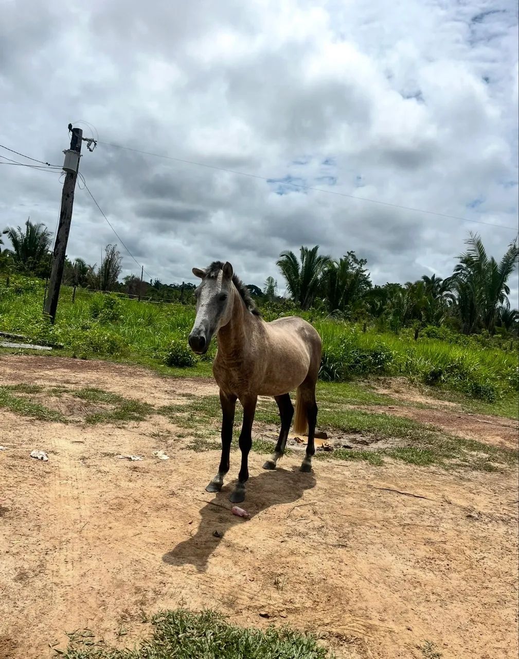 Vendo cavalo Tordilho - Animais para agropecuária - Jardim Santana ...