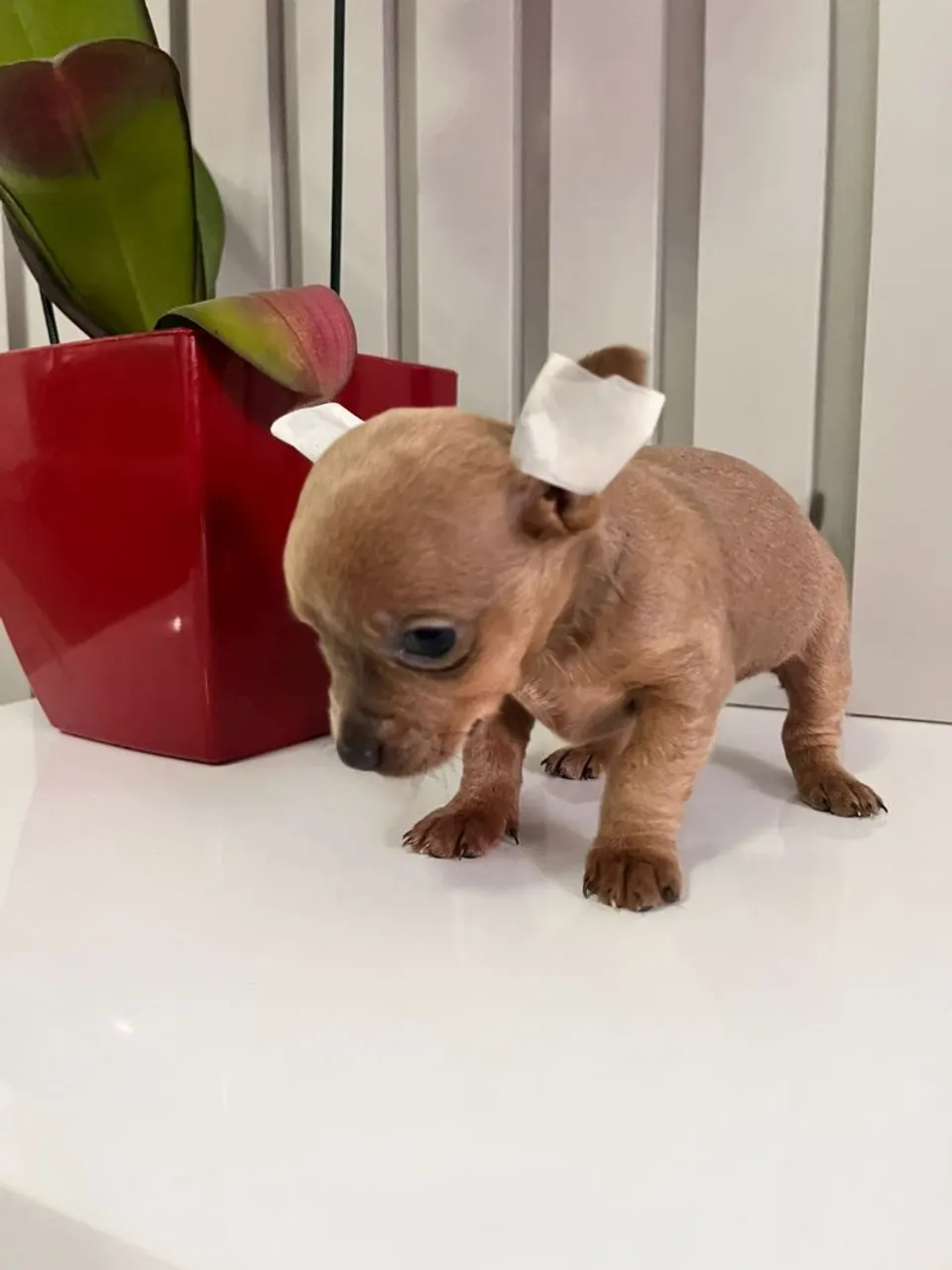 "pinscher 0" - Cachorros no Brasil