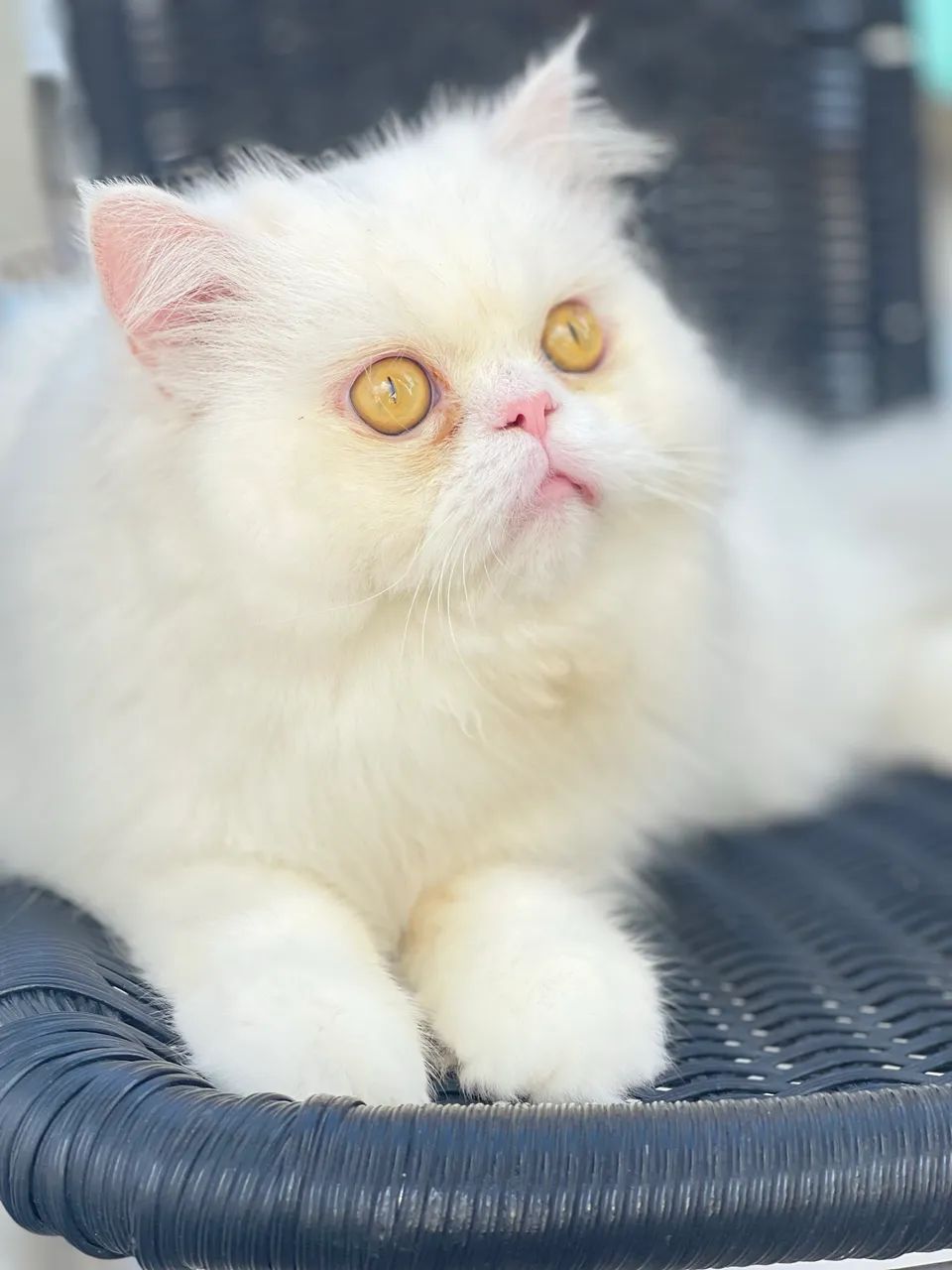 Animais de estimação - Gatos - Tabuleiro do Martins, Maceió 1444775316 ...