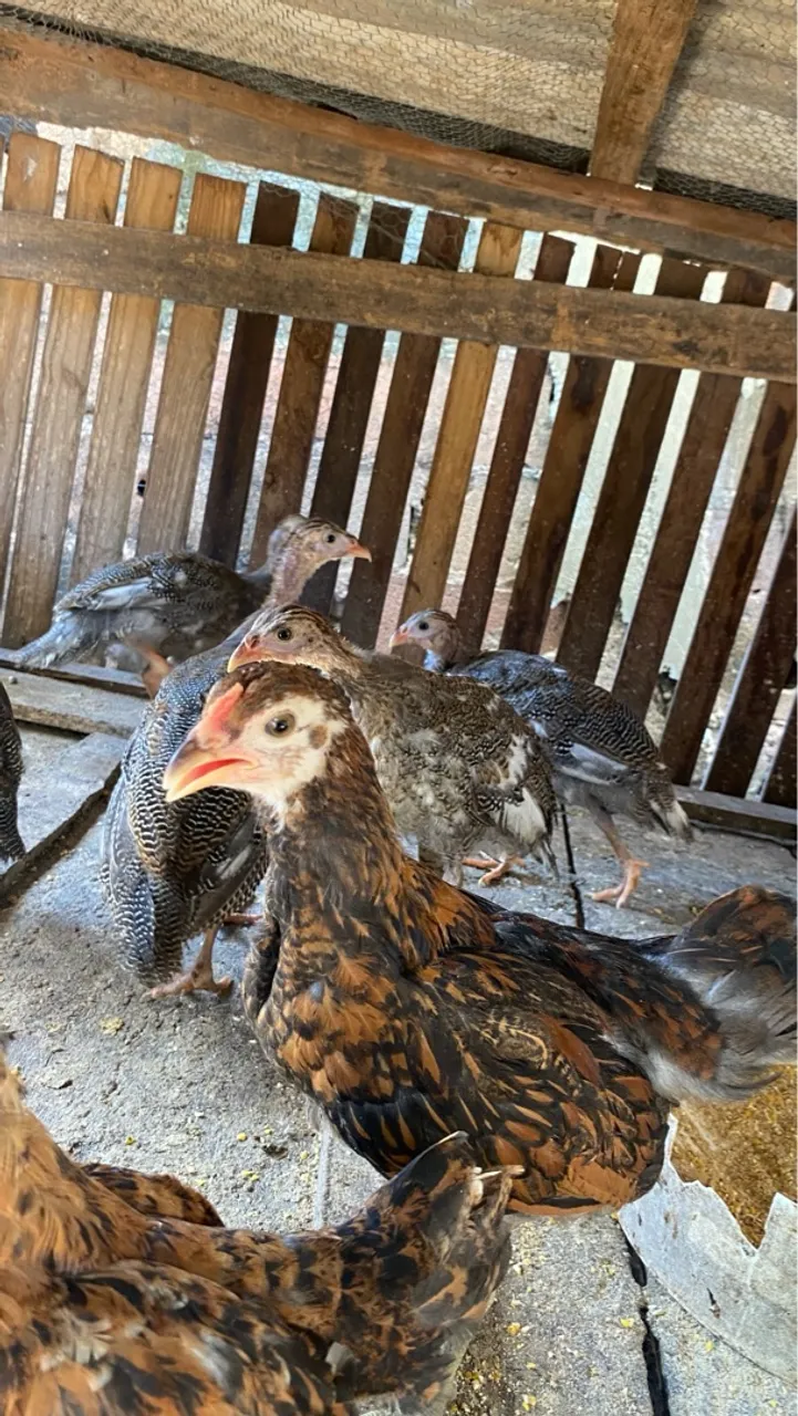 "filhotes de galinha da angola" - Outros animais no Brasil