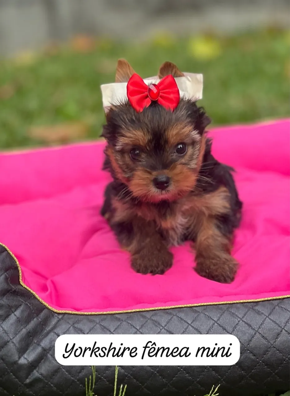 "yorkshire terrier mini" - Cachorros no Brasil