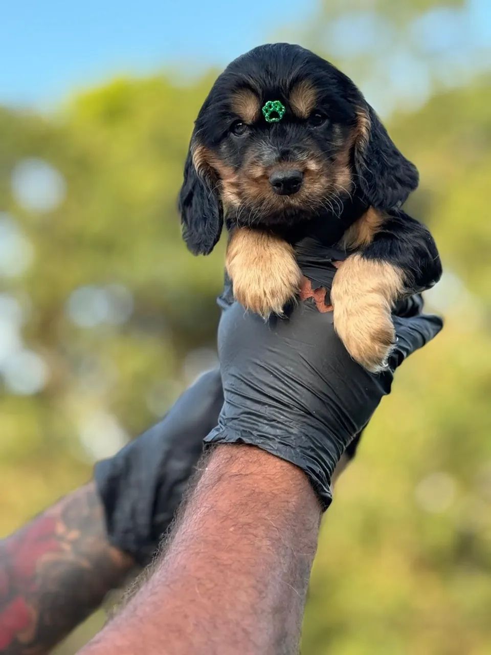 Filhote Cocker Spaniel Inglês - Pelagem Linda! - Cachorros - Lapa, São ...