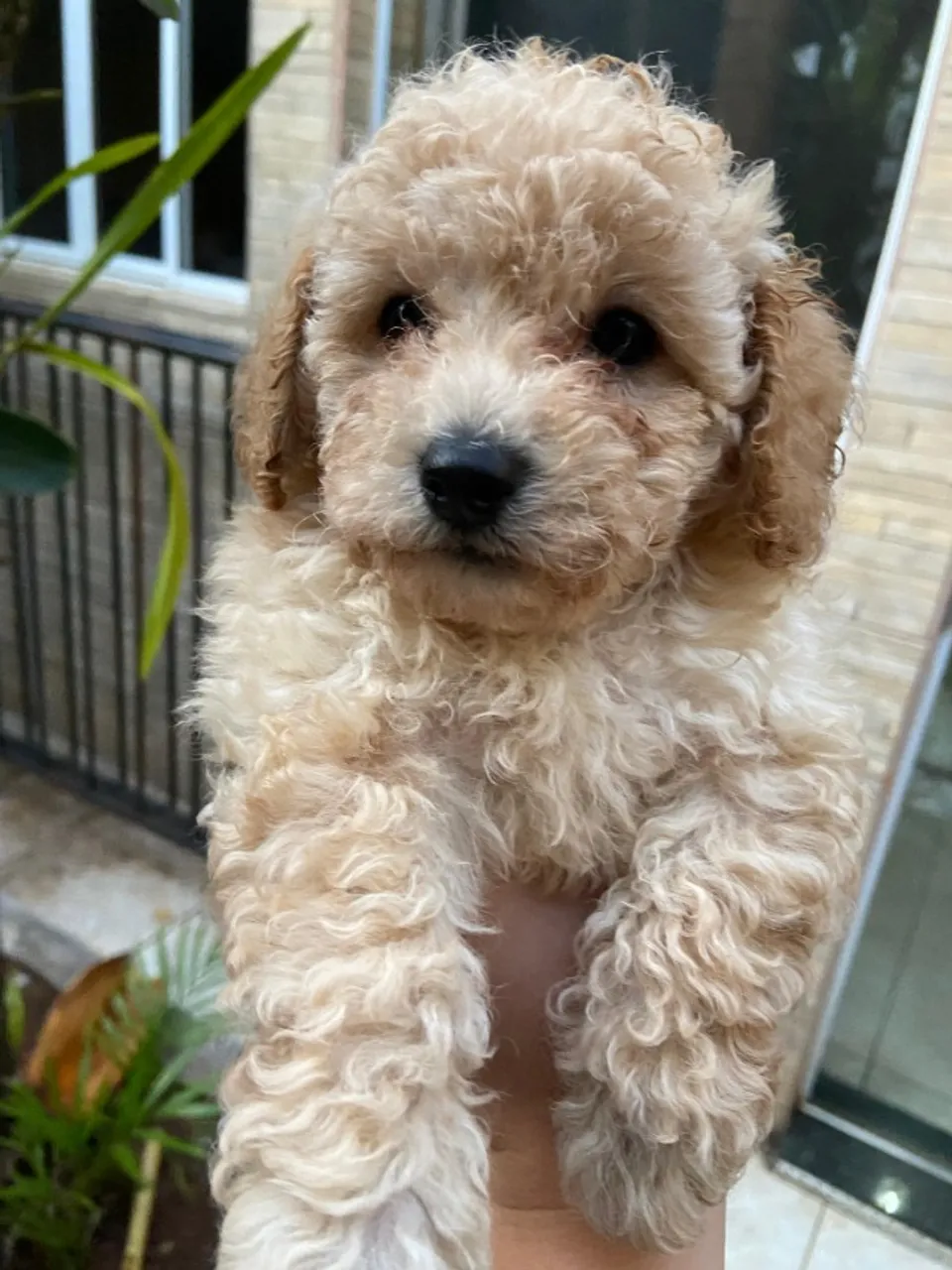 "filhotes de poodle toy" - Cachorros no Brasil